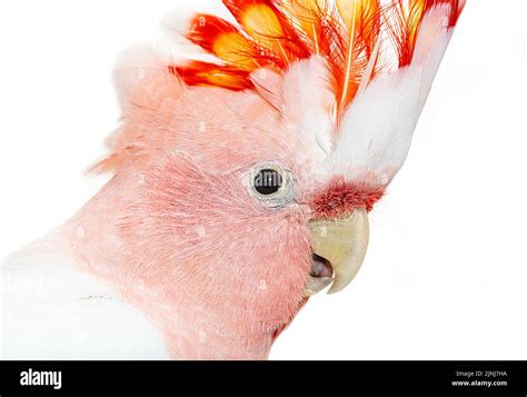 Portrait Of A Crest Spread Major Mitchells Cockatoo Lophochroa