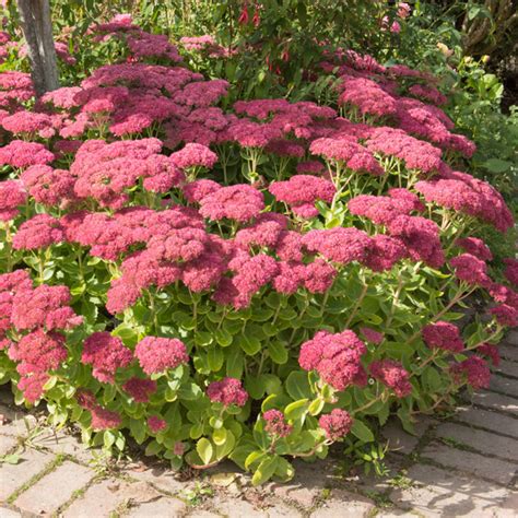 Sedum Autumn Joy Garden Express