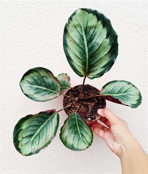Calathea Goeppertia Species Cultivars And Hybrids Genus Calathea