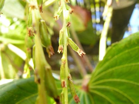 Australian Dioscoreaceae