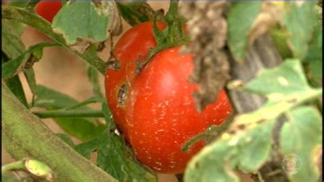 Pragas e preços baixos desanimam produtores de tomate do interior de SP Globo Rural G1