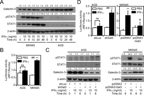 Decreasing Or Increasing Galectin 3 Expression Interferes With