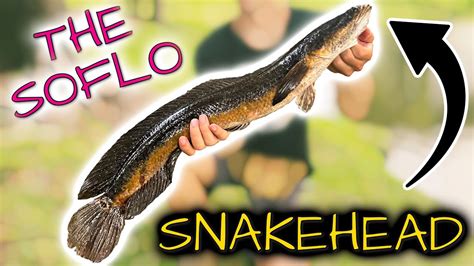 Bullseye Snakehead In South Florida They Love Topwater Youtube