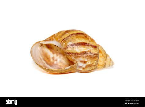 Image Of Brown Pattern Conch Shell On A White Background Undersea