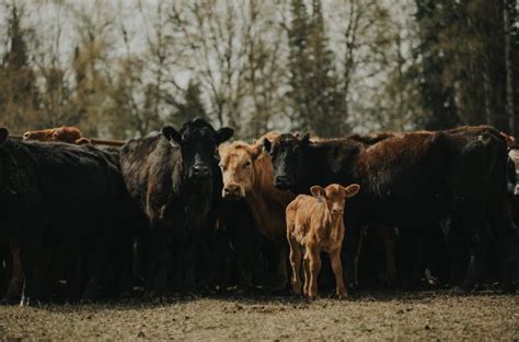Alberta Beef Producers On Linkedin Storm Proofing Alberta Beef The
