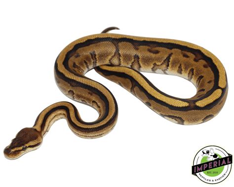 Genetic Stripe Yellowbelly Ball Python For Sale Imperial Reptiles
