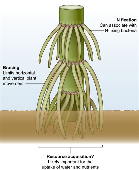 Maize Plants And The Brace Roots That Support Them Sparks 2023 New Phytologist Wiley