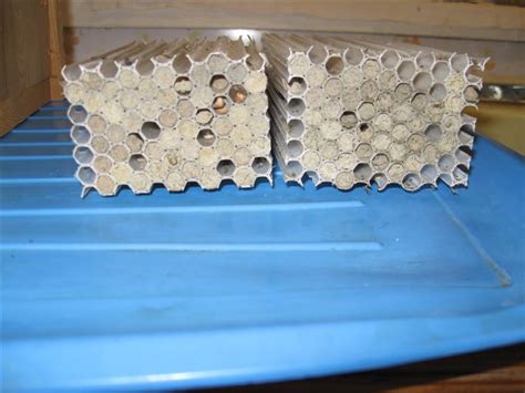 Variety Of Nests Advantages And Disadvantages Beediverse Mason Bees