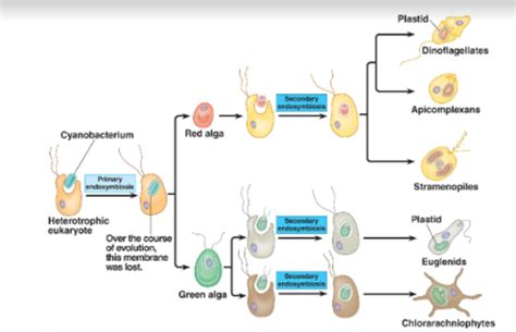 F The Origin Of Eukaryotes Flashcards Quizlet