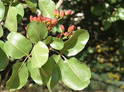Pistacia Vera L Plants Of The World Online Kew Science