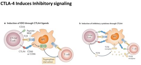 Ctla 4丨全球混战倒计时cd28阿斯利康bms全球肿瘤药物免疫 健康界