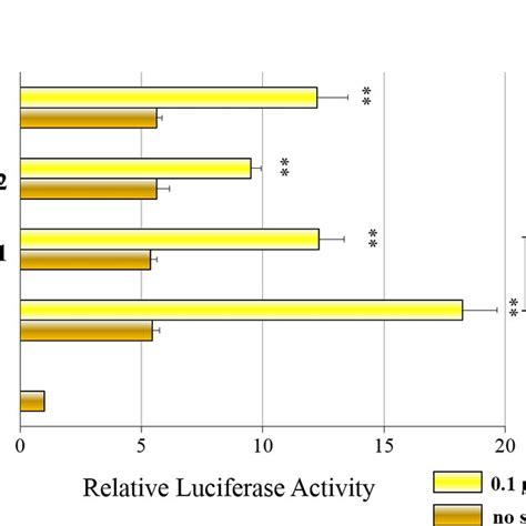Regulation Of Amtn Gene Promoter Activities In Mutation Constructs Of