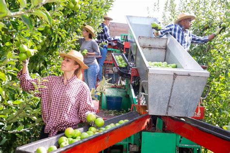 workers harvesting ripe apples using sorting machine stock image