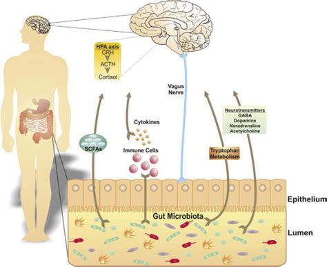 The Microbiome Brain Gut Axis And Its Variety Of Pathways Acth