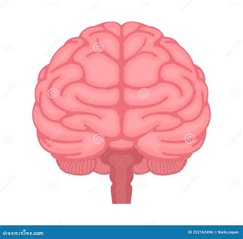 Vector Illustration Of Human Brain Front View Stock Vector