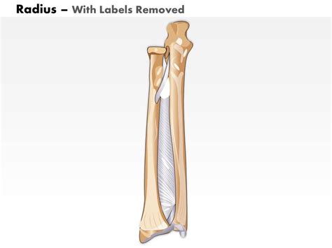 0514 Radius Anterior View Medical Images For PowerPoint PowerPoint