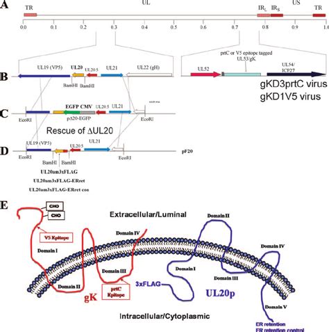 Schematic For Generation Of Recombinant Viruses That Specify