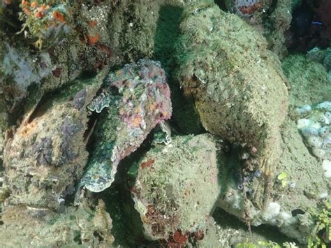 剧毒蓝环章鱼再上热搜！那些世界最毒最致命的生物还有它们腾讯新闻