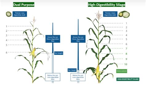 Corn Seed Silage Seeds Gem Silage Products
