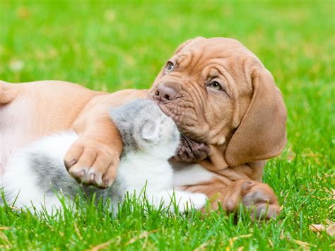 800617 Dogs Cats Kittens Puppy Bulldog Two Grass Rare Gallery