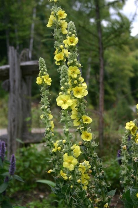Histoire Des Plantes Qui Gu Rissent Fleurs Sauvages Du Qu Bec