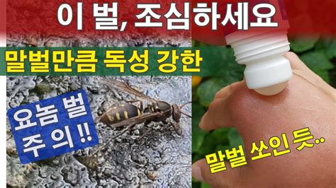 말벌만큼 위험한 벌 종류 독성 강한 벌 모습 생김새 벌 공격 대처방법 수단 벌독 위력 경험 Youtube