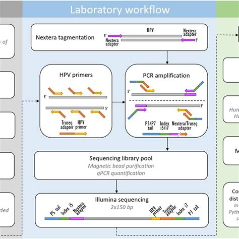 Primer Design Laboratory And Bioinformatics Workflows Of The Tame Seq