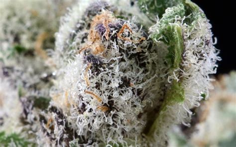 What Is The Most Expensive Weed