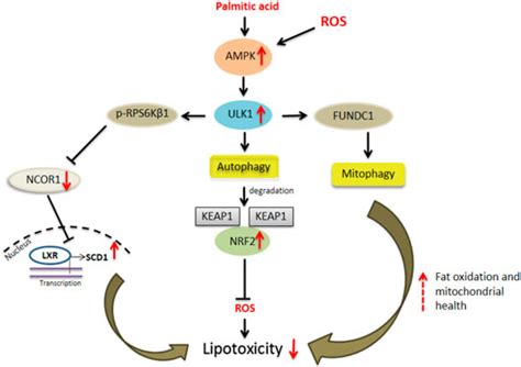 Frontiers Ulk1 Signaling In The Liver Autophagy Dependent And