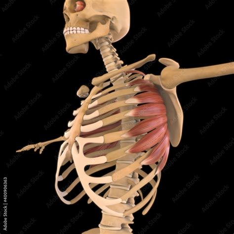 Serratus Anterior Muscle Anatomy For Medical Concept D Illustration Stock Illustration Adobe