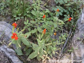 Sequoia Wildflowers