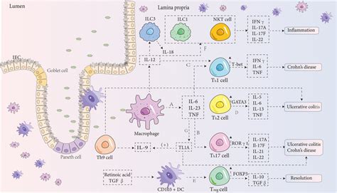 Ibd Pathogenesis Diagram A In The Intestinal Lamina Propria Download Scientific Diagram