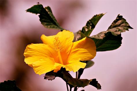 Flor Hibisco Amarillo Foto Gratis En Pixabay Pixabay