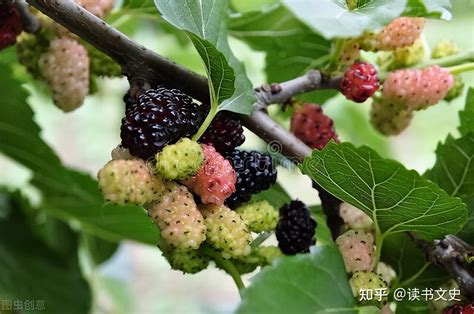 俗语说 院内不栽三树”，到底是哪三种树？你家有吗？ 知乎