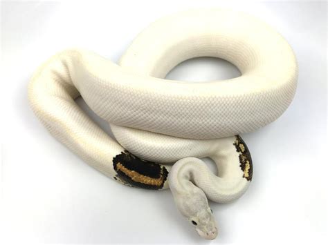 Paradox Ball Python Traits Morphpedia