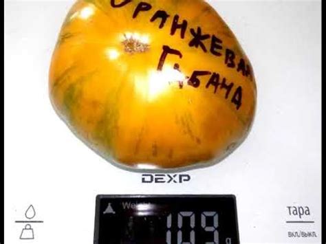 Томат Оранжевая Габбана ORANGE GHABBANA - YouTube