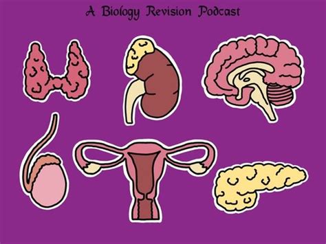 Coordination And Response Part 2 Igcse Gcse Worksheet Teaching Resources