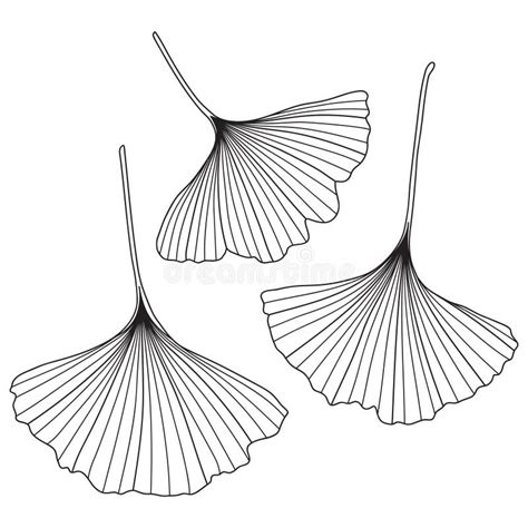 Ginkgo Biloba Tree Leaf Outlines Vector Botanical Illustration Stock