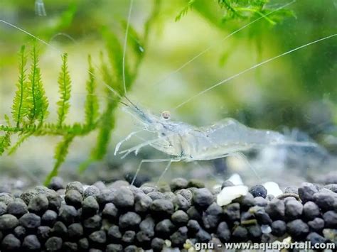 La Crevette De Verre Palaemon Paludosus