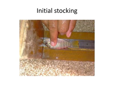 Biofloc Technologypptx Pangasius And Tilapia Fish Culture Pptx