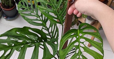 Sold To Me As Monstera Adansonii But None Of My Prev Adansonii Look