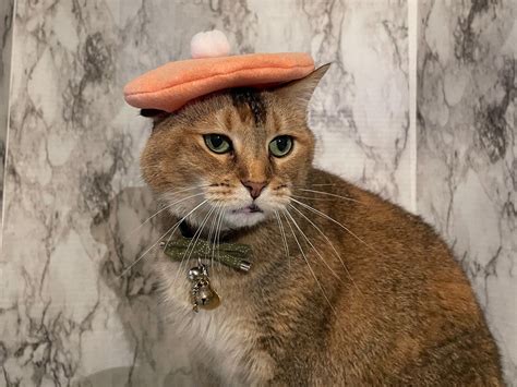 Orange Sherbet Beret Hat For Your Cat Free Shipping Etsy Canada In