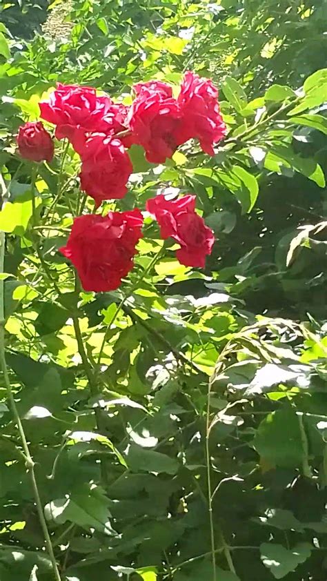 Роза трендафил Rose🌹 Youtube