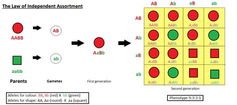 Law Of Independent Assortment Definition And Examples