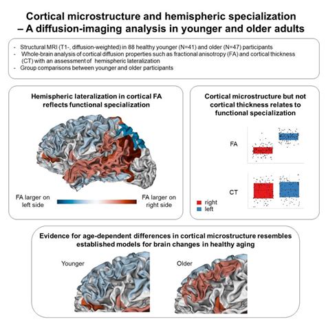 Pd Dr Med Robert Schulz Mba On Linkedin Diffusion Cortical