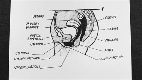 Diagram Of A Womans Pelvis