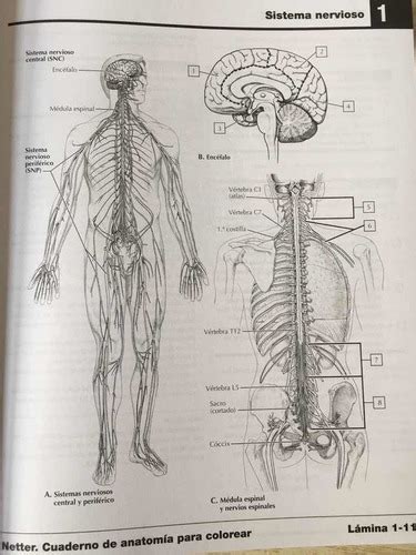 Atlas De Anatomia Humana Netter Para Colorear Netter Cuaderno De Anatom