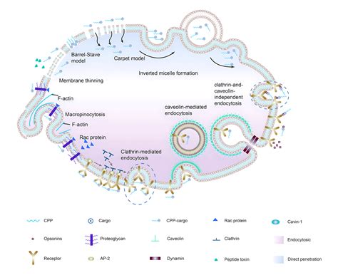 Cell Penetrating Peptide QYAOBIO