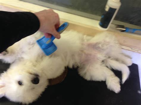 What Is The Procedure For Grooming A Dog