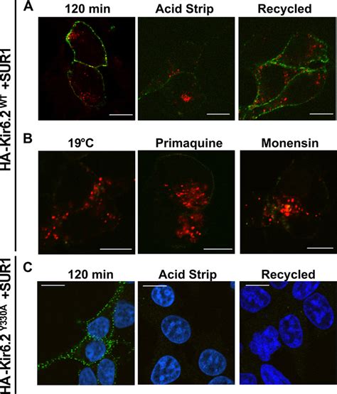 Endocytosed K ATP Channels Are Recycled To The Plasma Membrane A
